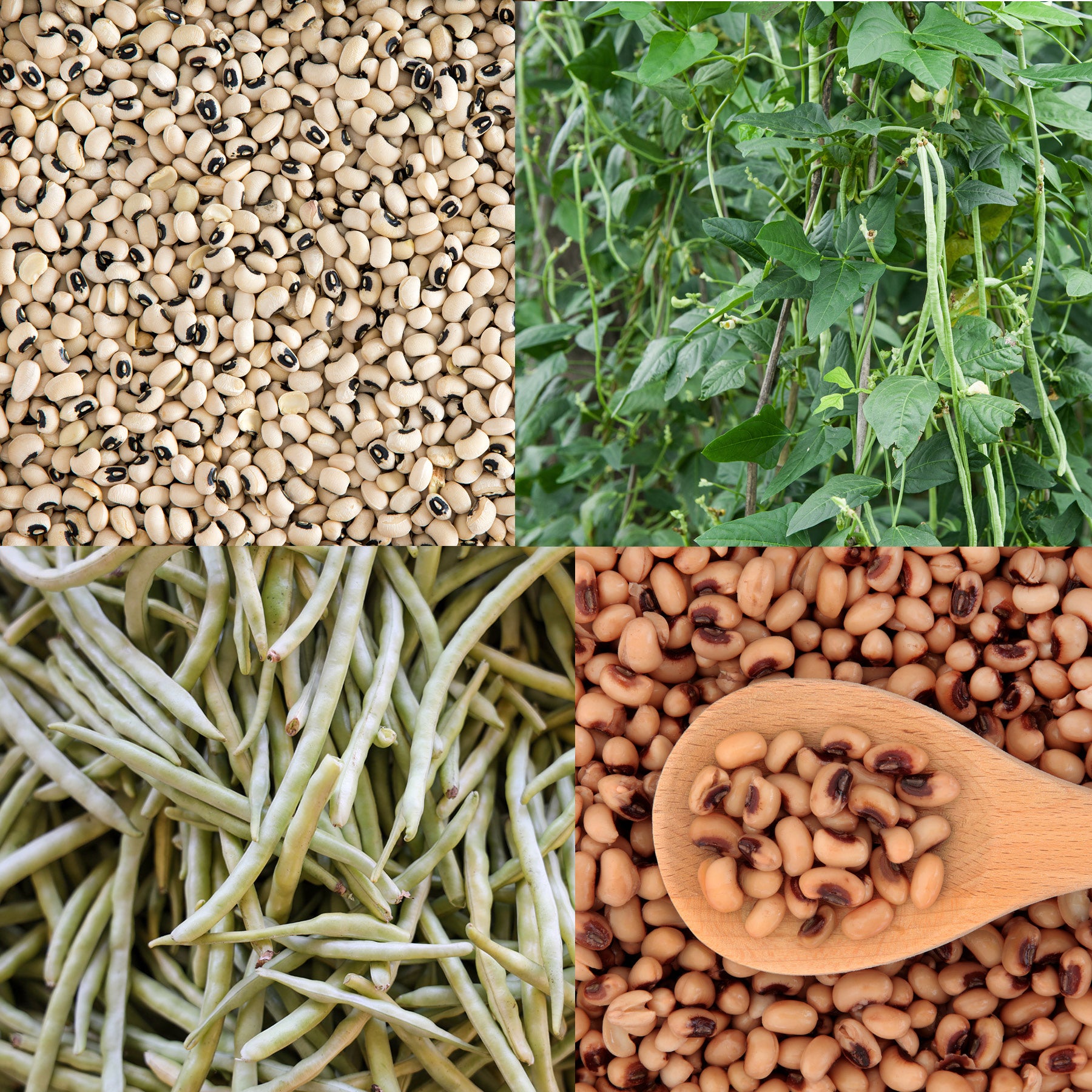 Field Peas Field Peas: A New Crop To Replace Fallow And Diversify The