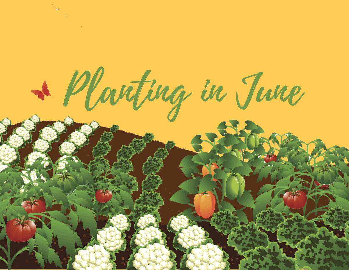 Planting In June UJAMAA SEEDS planting-in-june-ujamaa-seeds