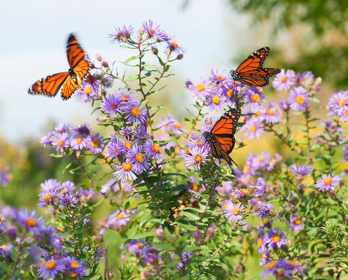 Pollinator Flower Seeds for Mother's Day: The Gift of "Togetherness ...