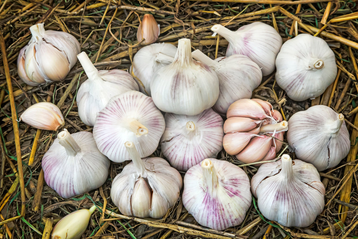 VIEW OUR GARLIC OPTIONS BELOW – UJAMAA SEEDS