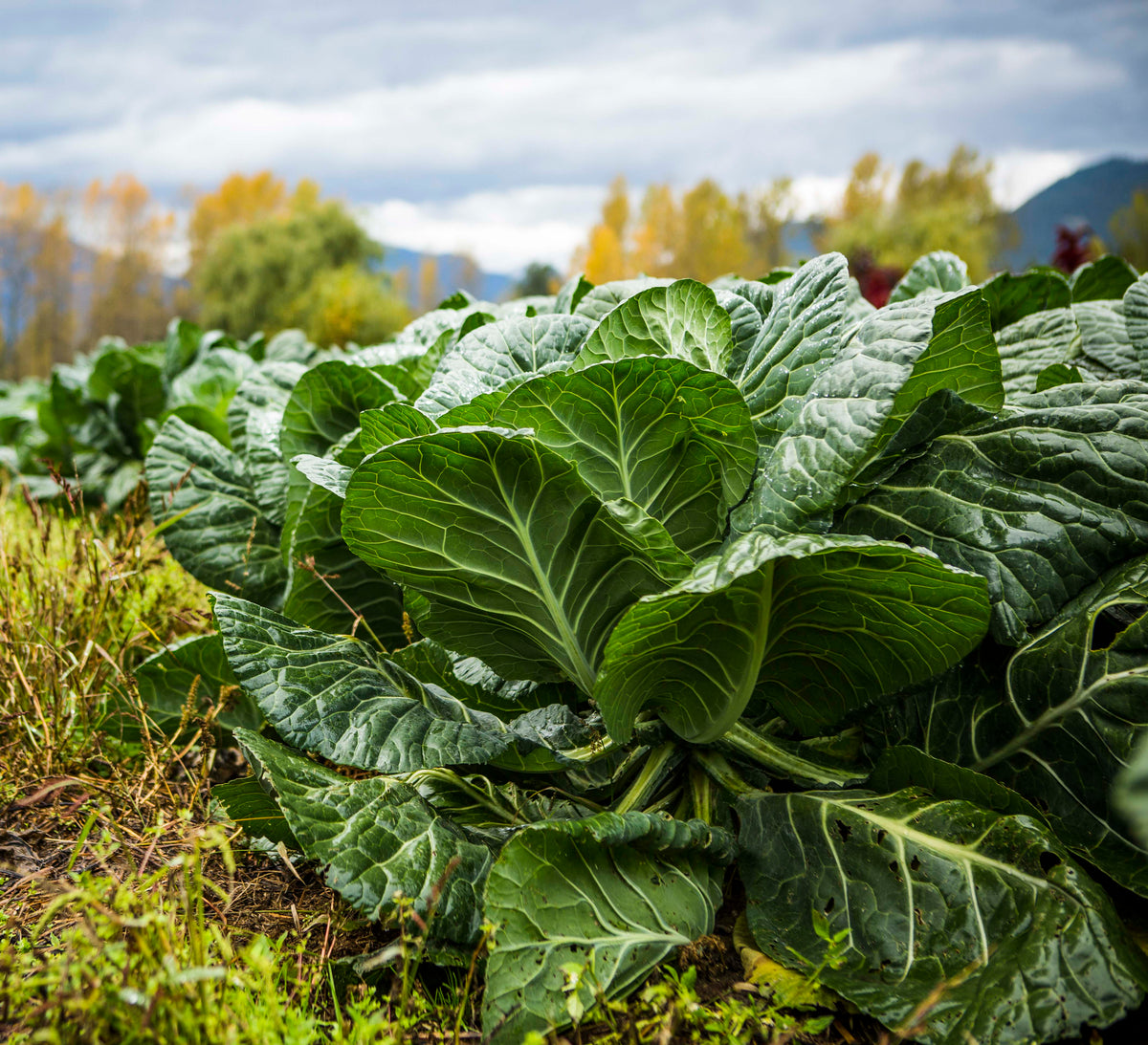 COLLARDS – UJAMAA SEEDS
