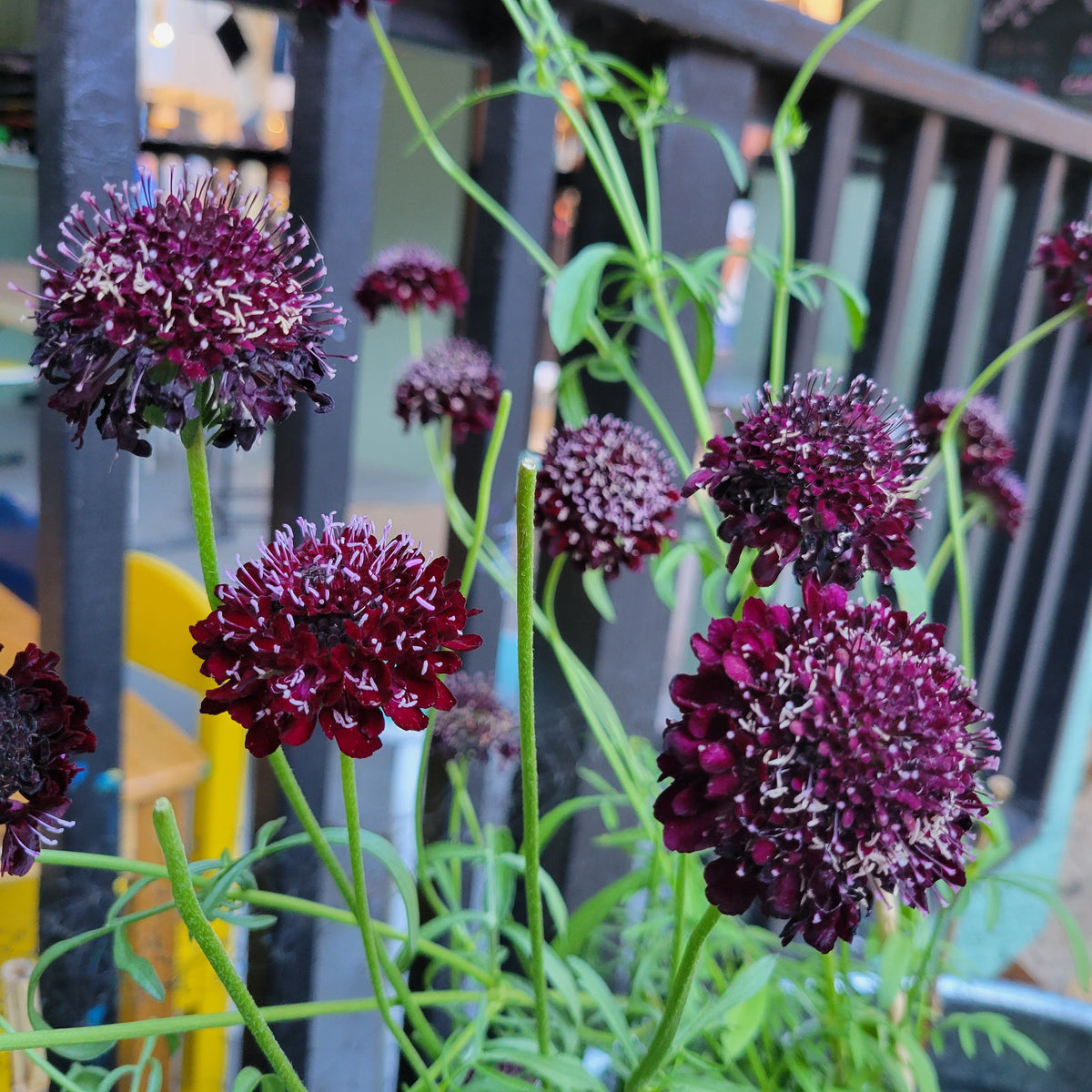 Black Knight Scabiosa – UJAMAA SEEDS