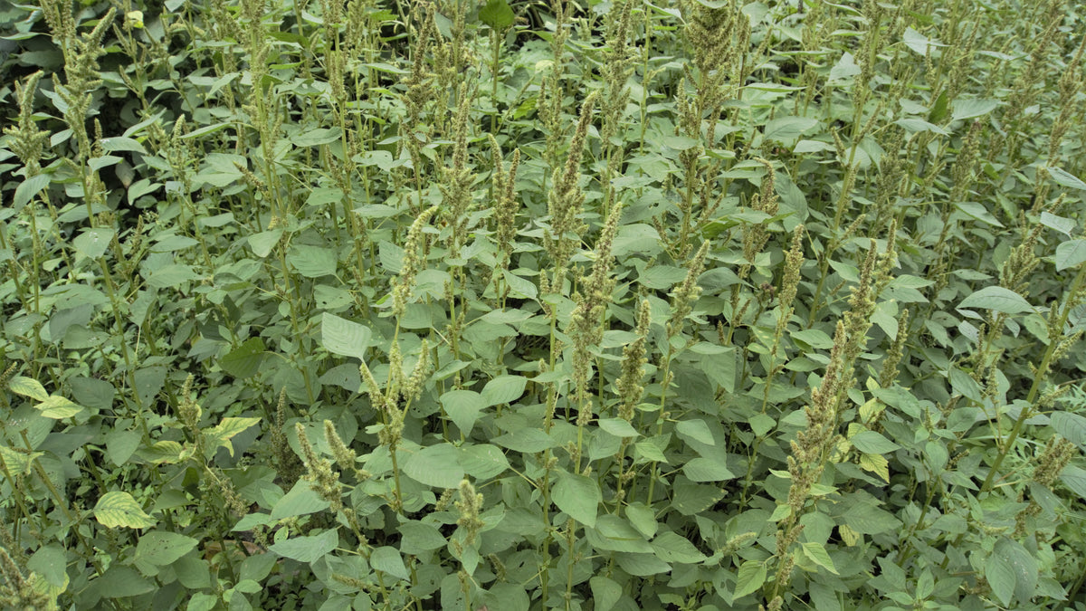 Callaloo (Green Amaranth) – UJAMAA SEEDS
