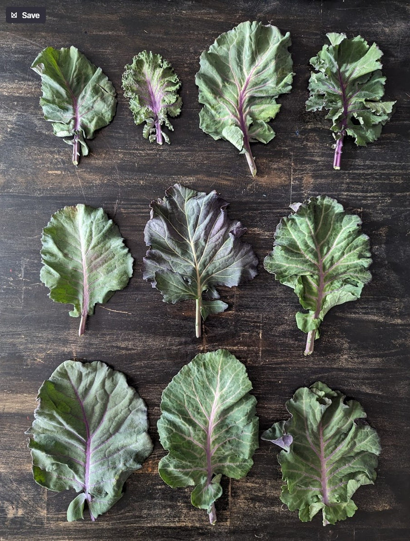 Purple Selection Ultracross Collards – UJAMAA SEEDS