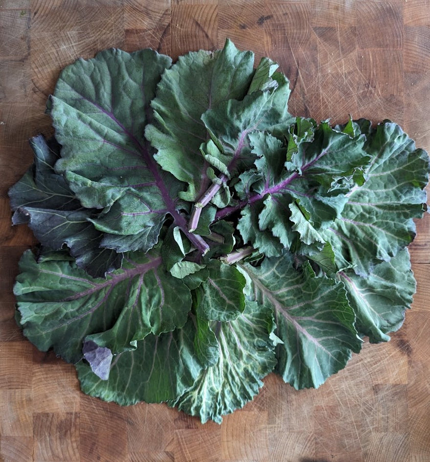 Purple Selection Ultracross Collards – UJAMAA SEEDS