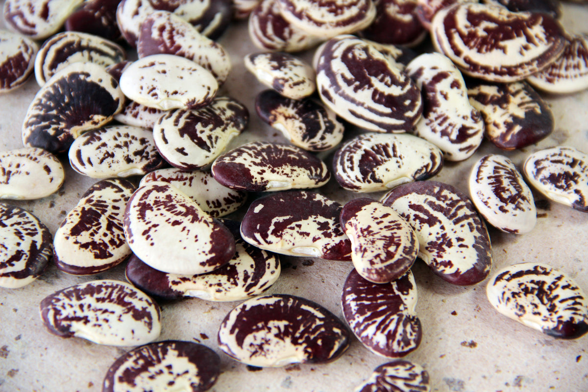 Christmas Lima Pole Bean (Large Speckled Calico) – UJAMAA SEEDS