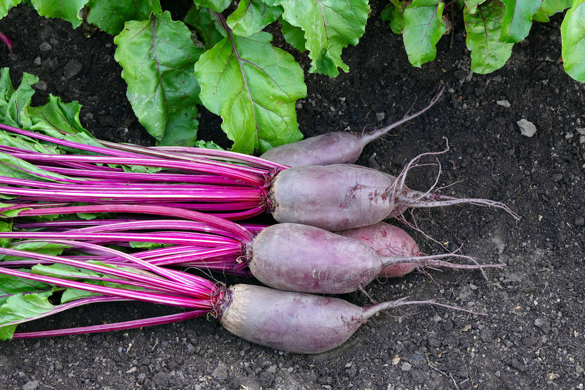 Cylindra Beets – UJAMAA SEEDS