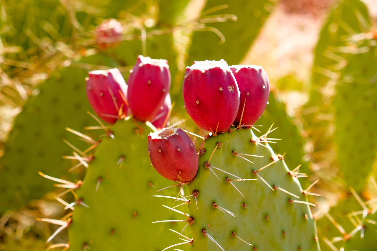 Eastern Prickly Pear – UJAMAA SEEDS