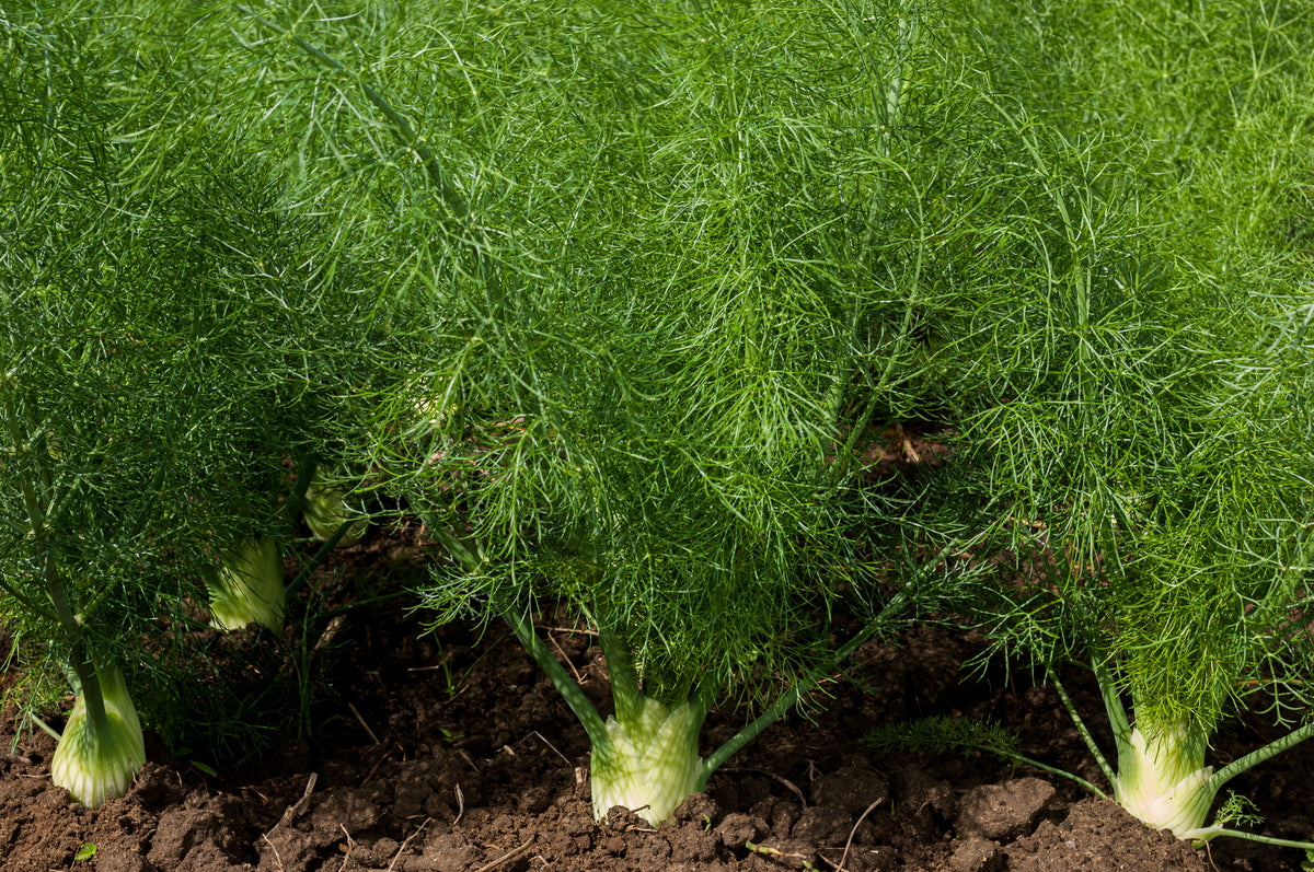Perfection Fennel (Bulbing) – UJAMAA SEEDS