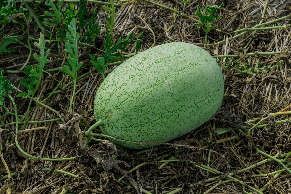 Charleston Grey Watermelon – UJAMAA SEEDS