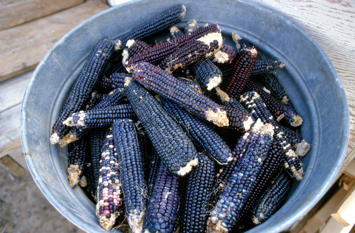 Hopi Blue Pulling (Flint) Corn – UJAMAA SEEDS