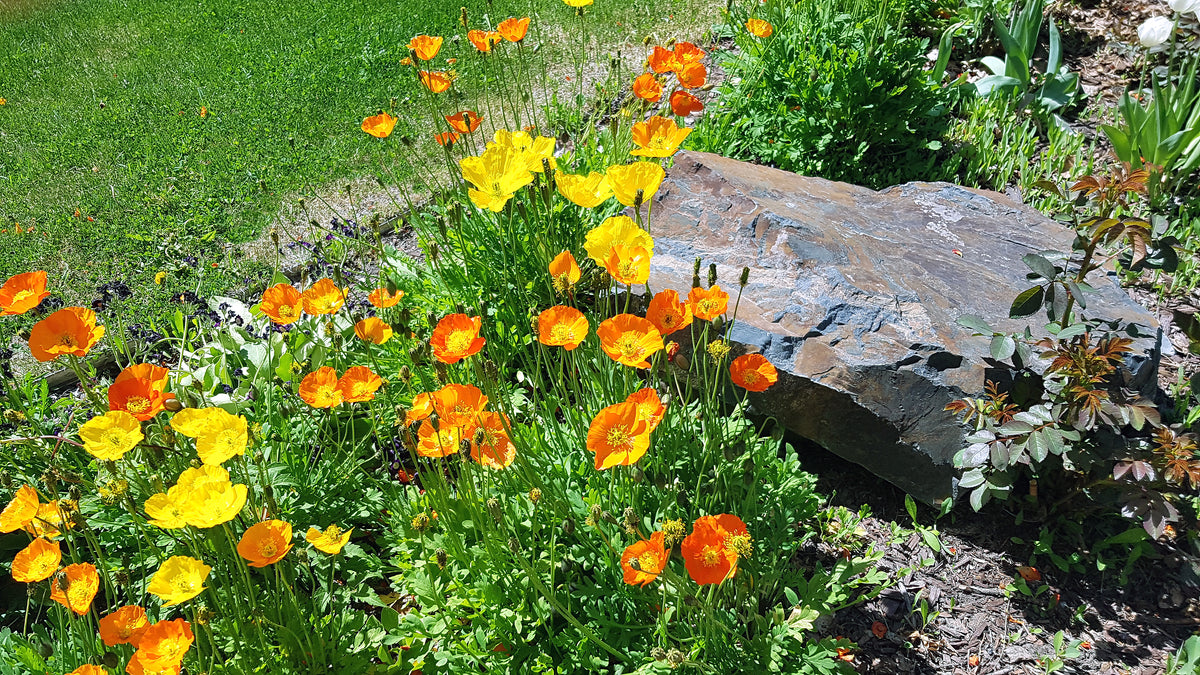Iceland Poppy Meadow Mix – UJAMAA SEEDS