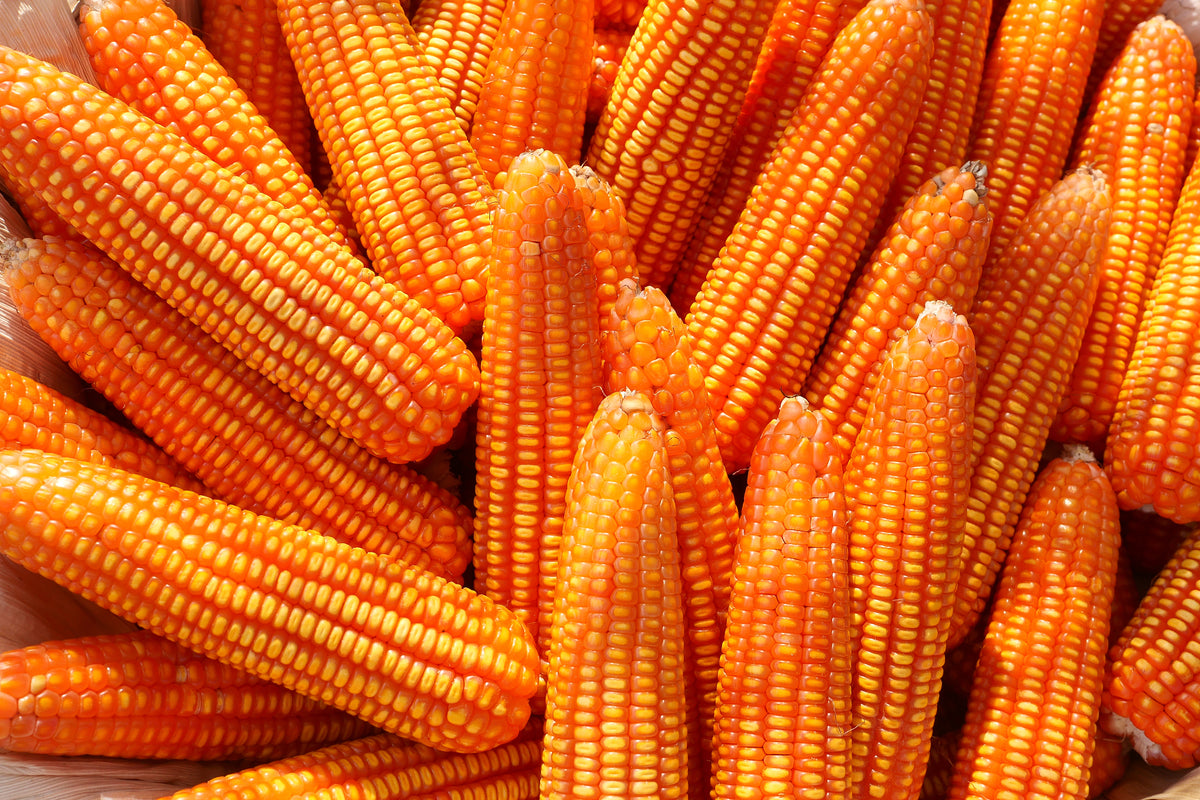 Minnesota 13 Dent Corn (Moonshine Corn) – UJAMAA SEEDS