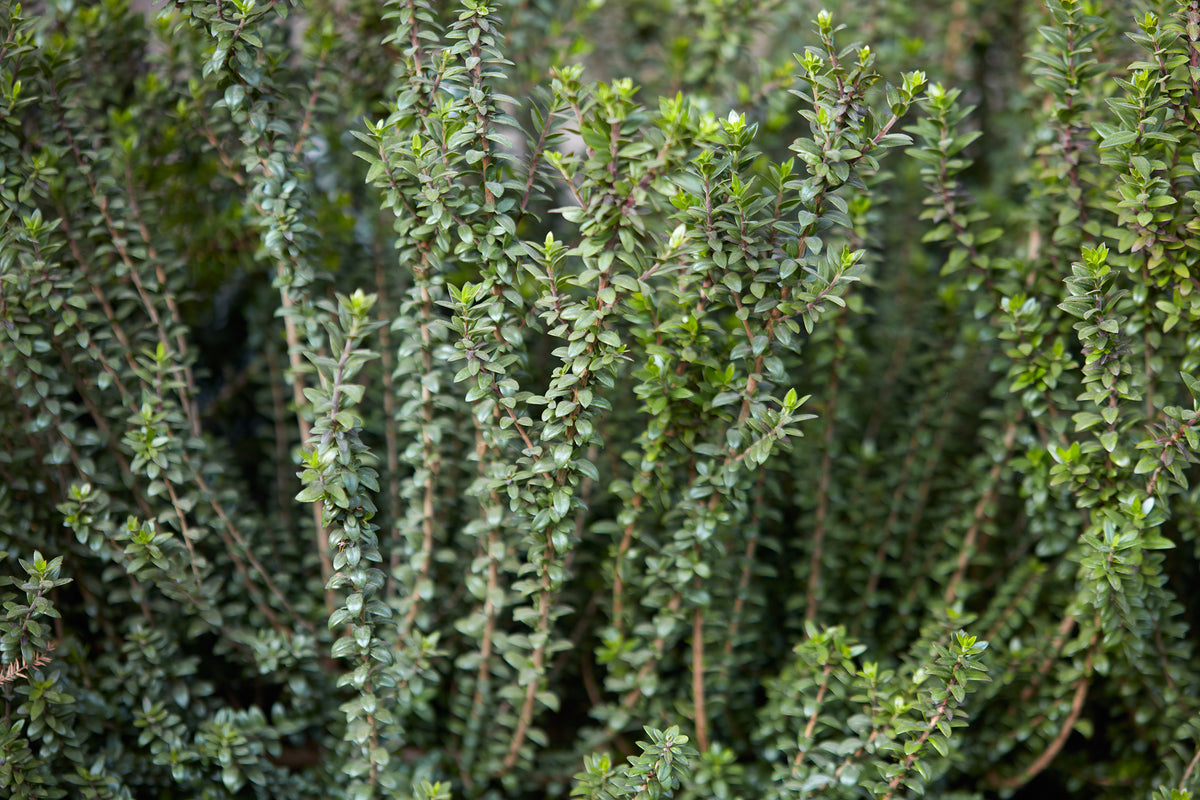 Common Myrtle – UJAMAA SEEDS