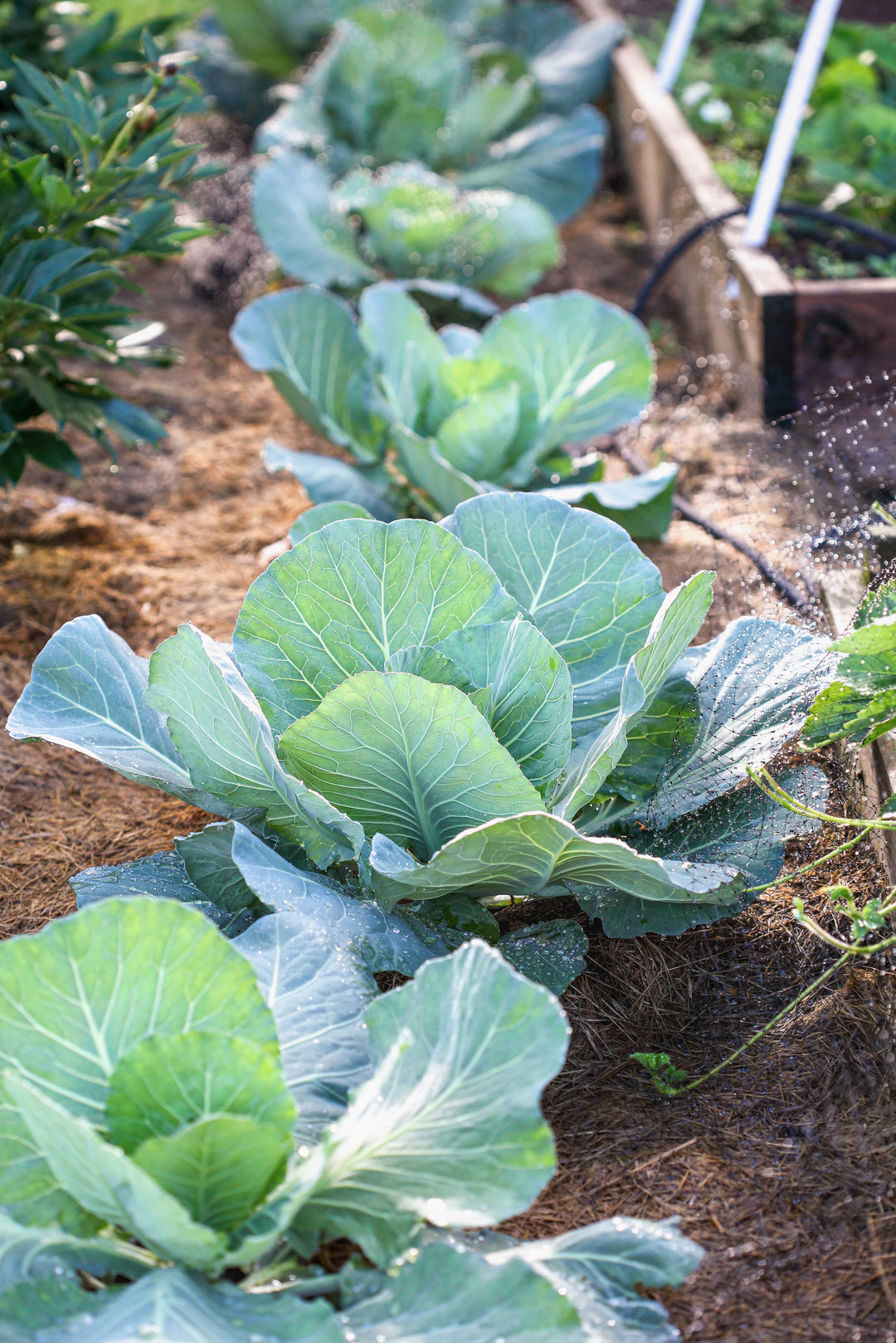 Memphis Blue Collard – UJAMAA SEEDS