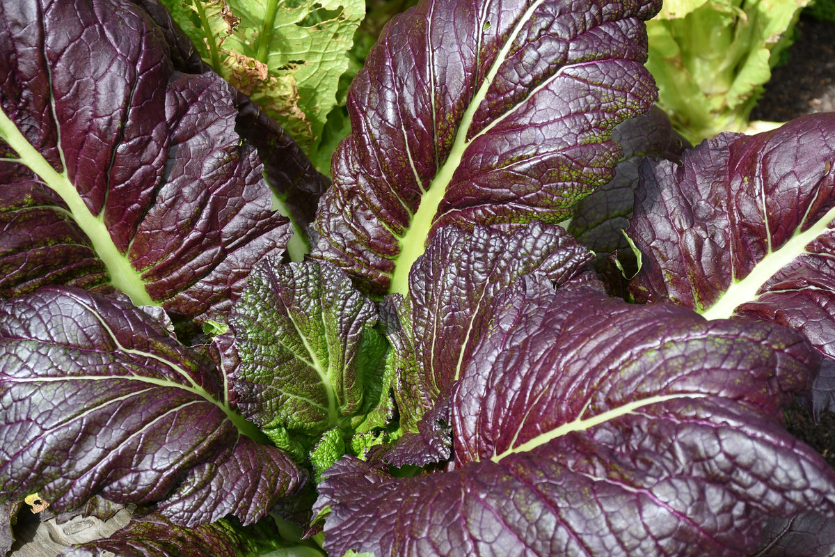 Osaka Purple Mustard Greens – UJAMAA SEEDS