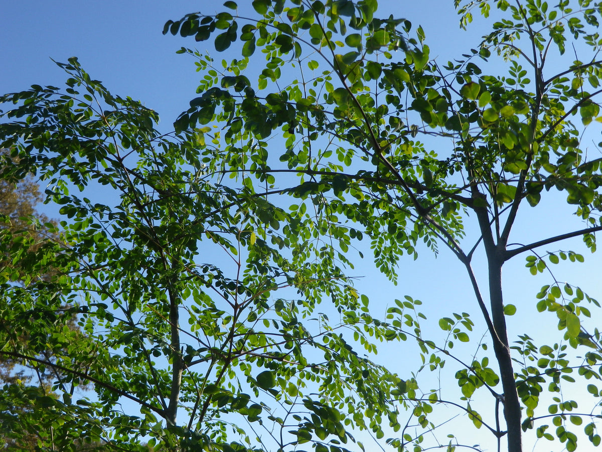 Moringa – UJAMAA SEEDS