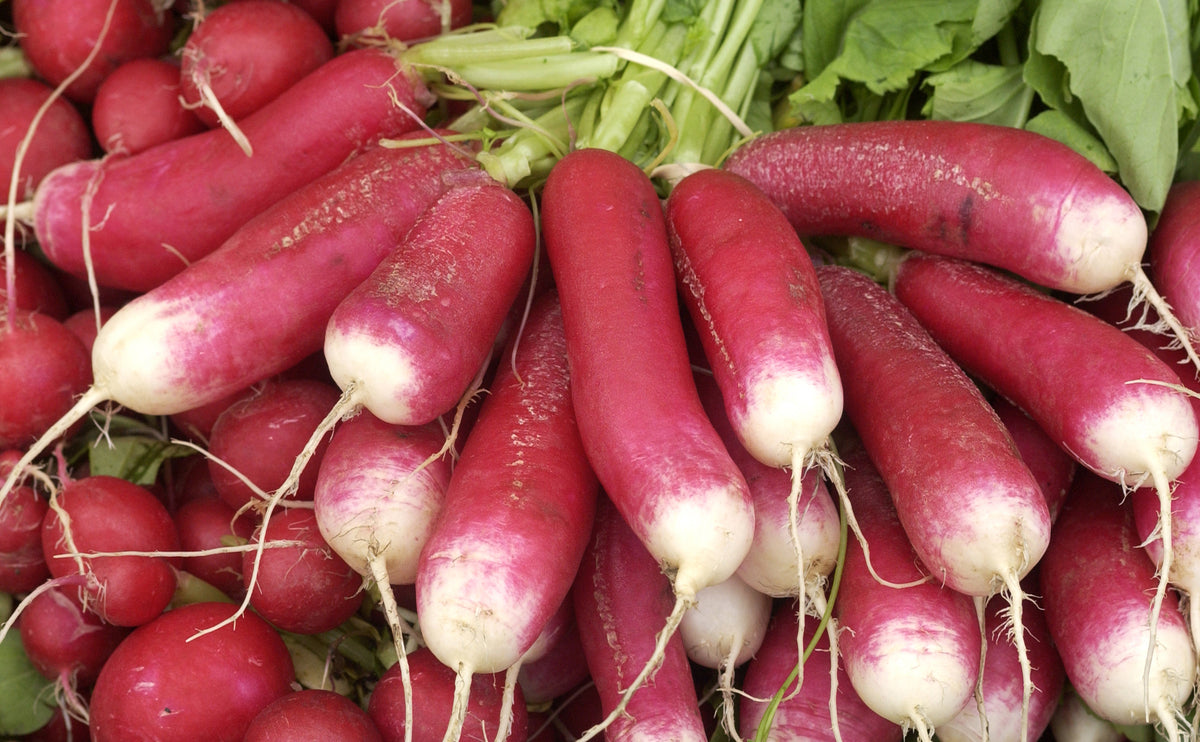 Patricia Radish – UJAMAA SEEDS