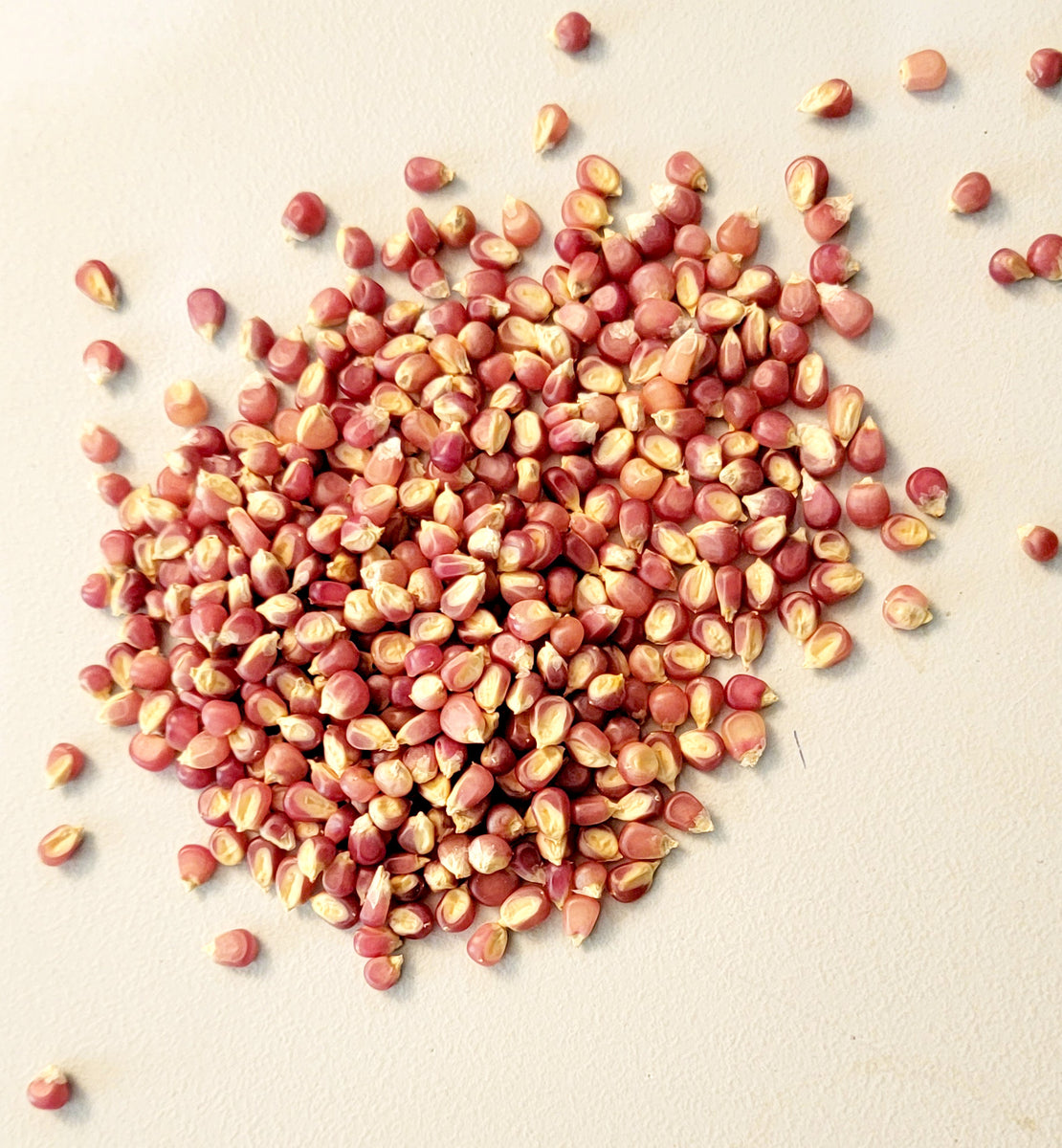 Early Pink Pearl Popcorn – UJAMAA SEEDS
