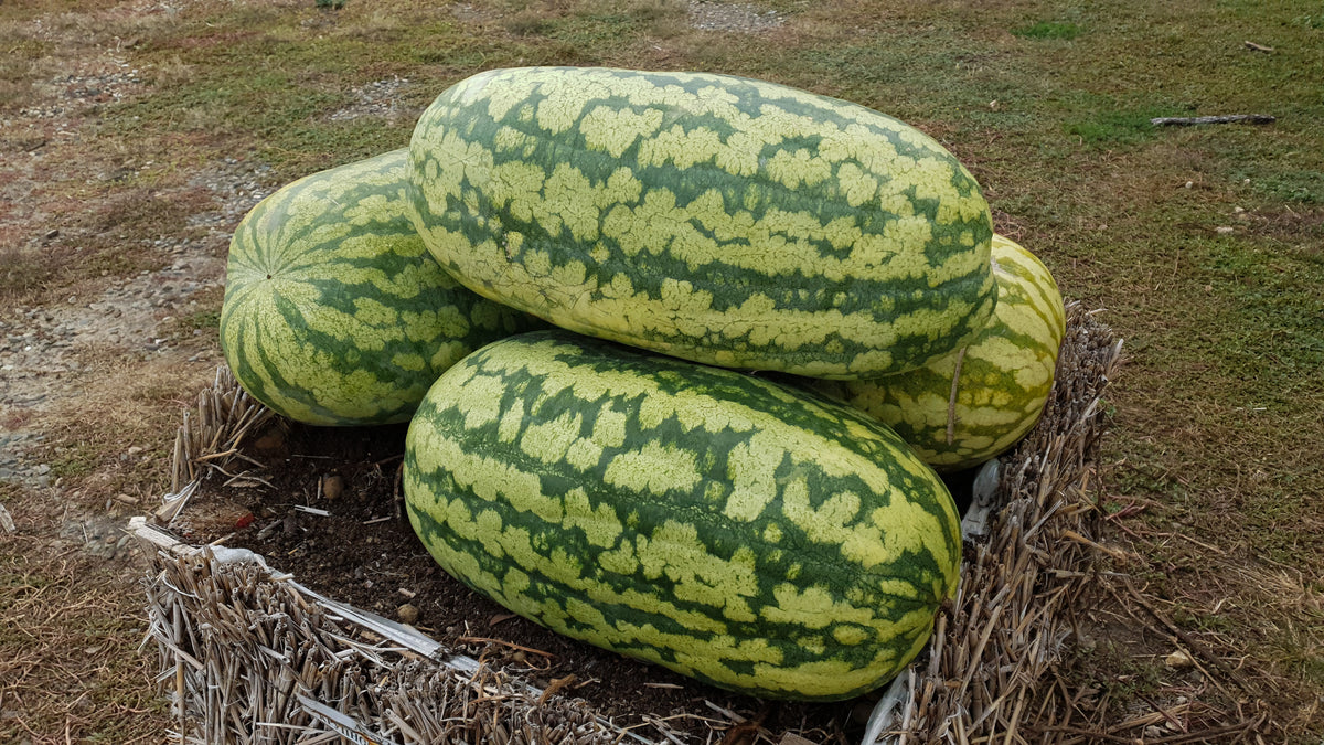 Georgia Rattlesnake Watermelon – UJAMAA SEEDS