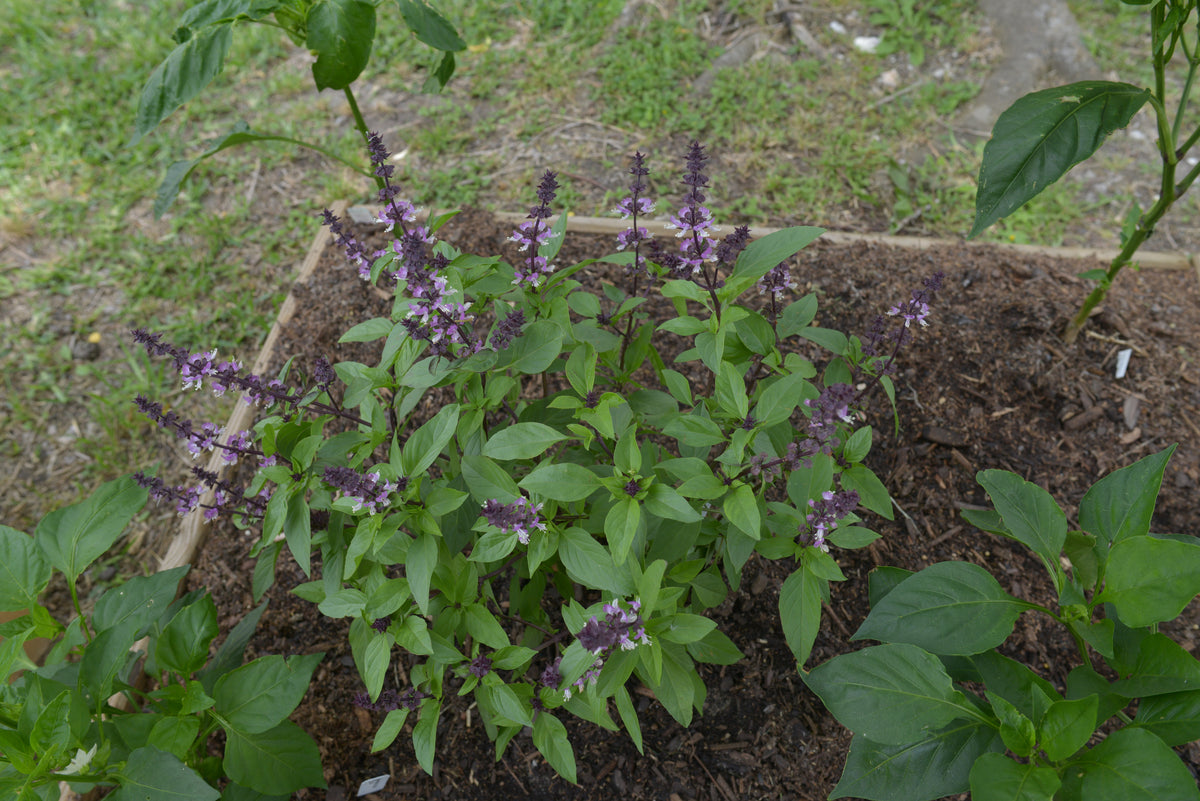 Reyhan Sabz - Iranian Green Basil – UJAMAA SEEDS