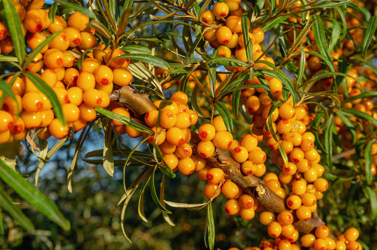 Sea Buckthorn (Seaberry) – UJAMAA SEEDS