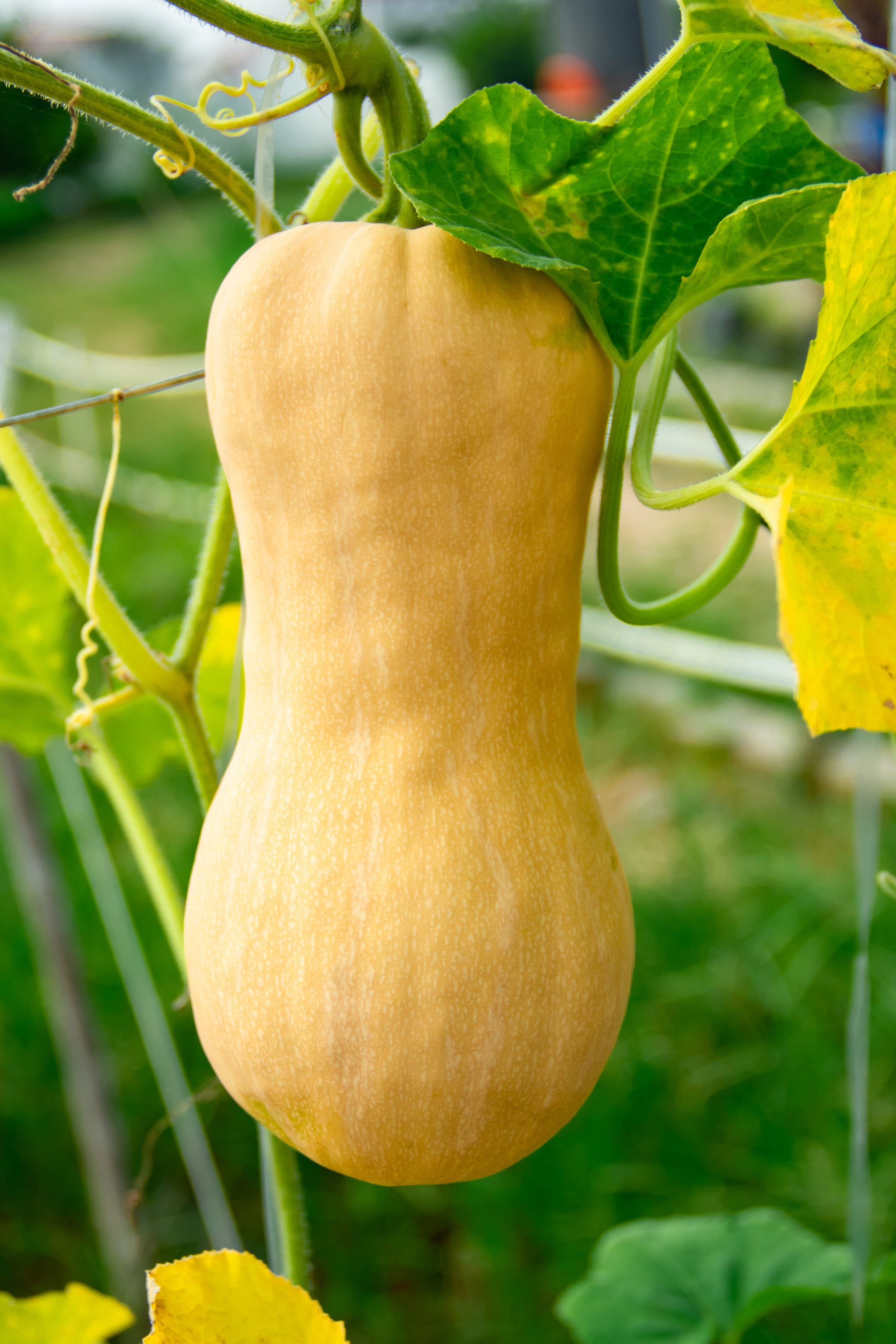SQUASH, South Anna Butternut – UJAMAA SEEDS