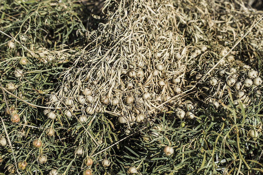 Syrian Rue – UJAMAA SEEDS