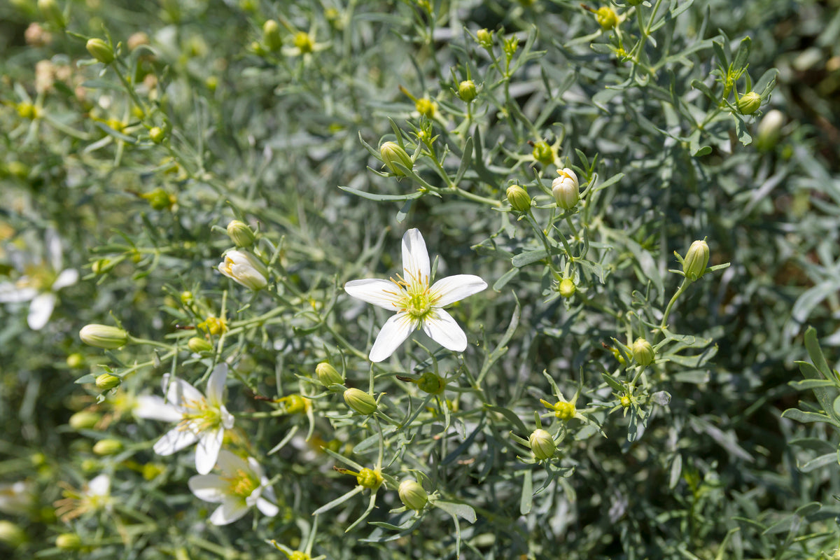 Syrian Rue – UJAMAA SEEDS
