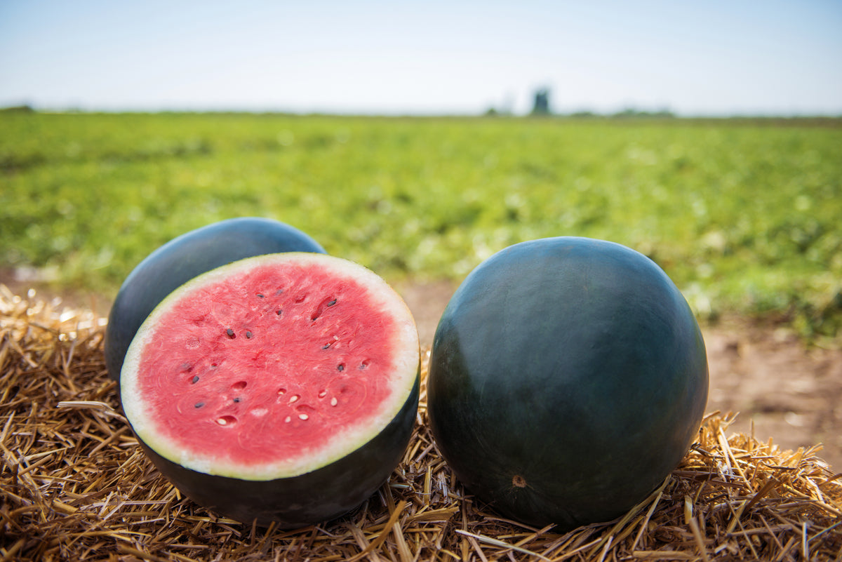 Stone Mountain Watermelon – UJAMAA SEEDS