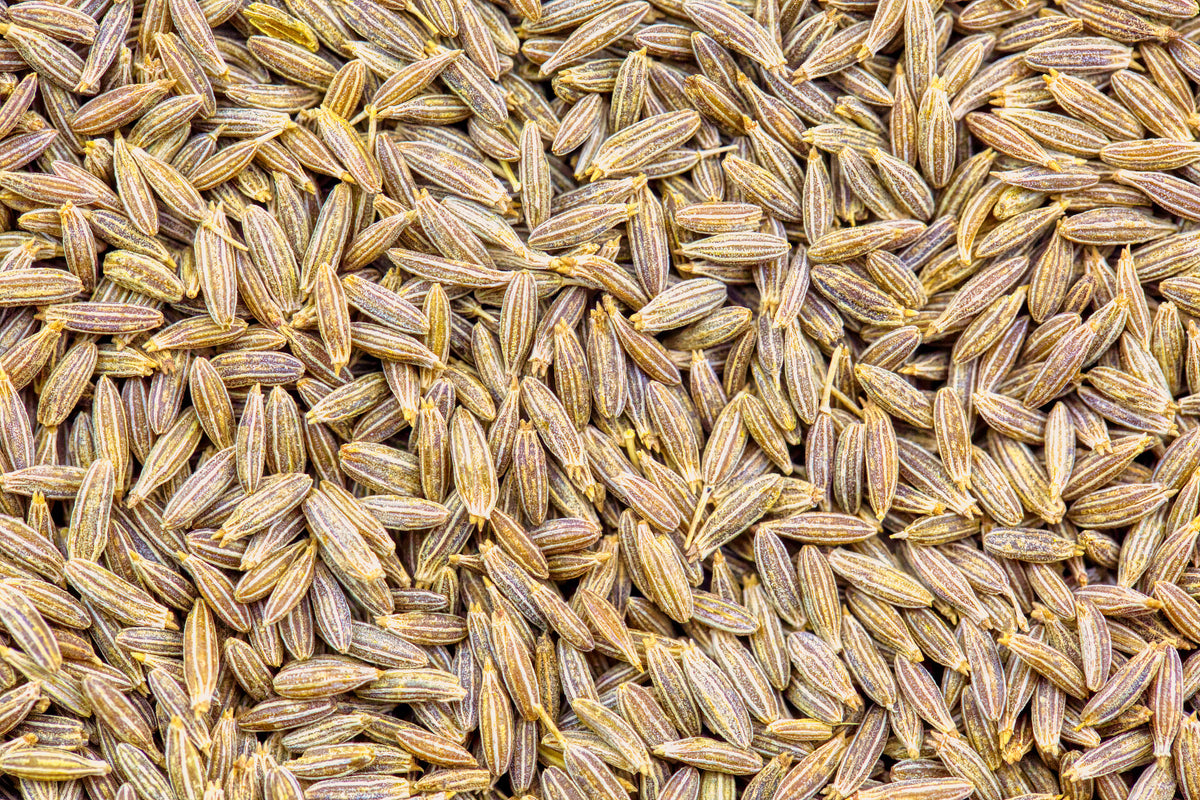 Cumin – UJAMAA SEEDS