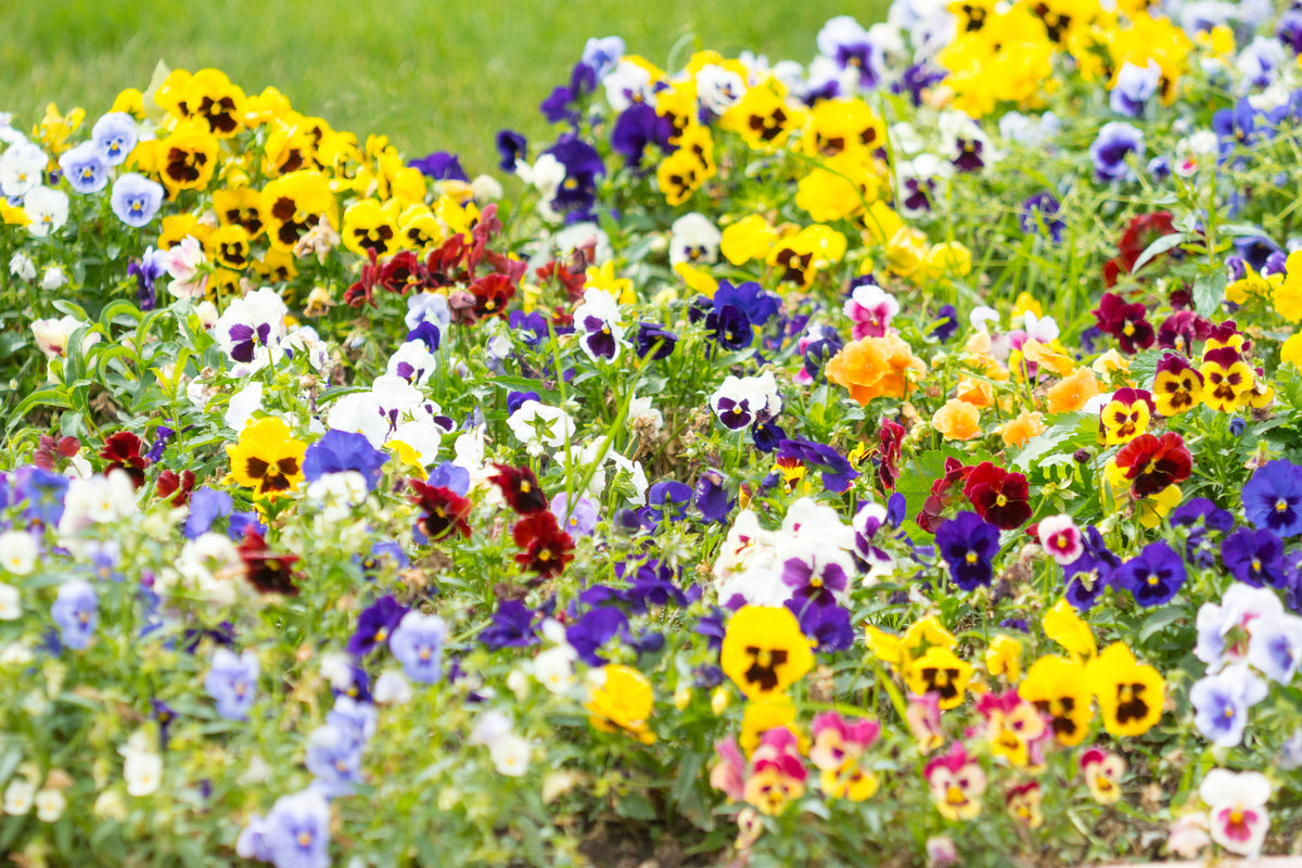 Swiss Giant Pansy Mix – UJAMAA SEEDS