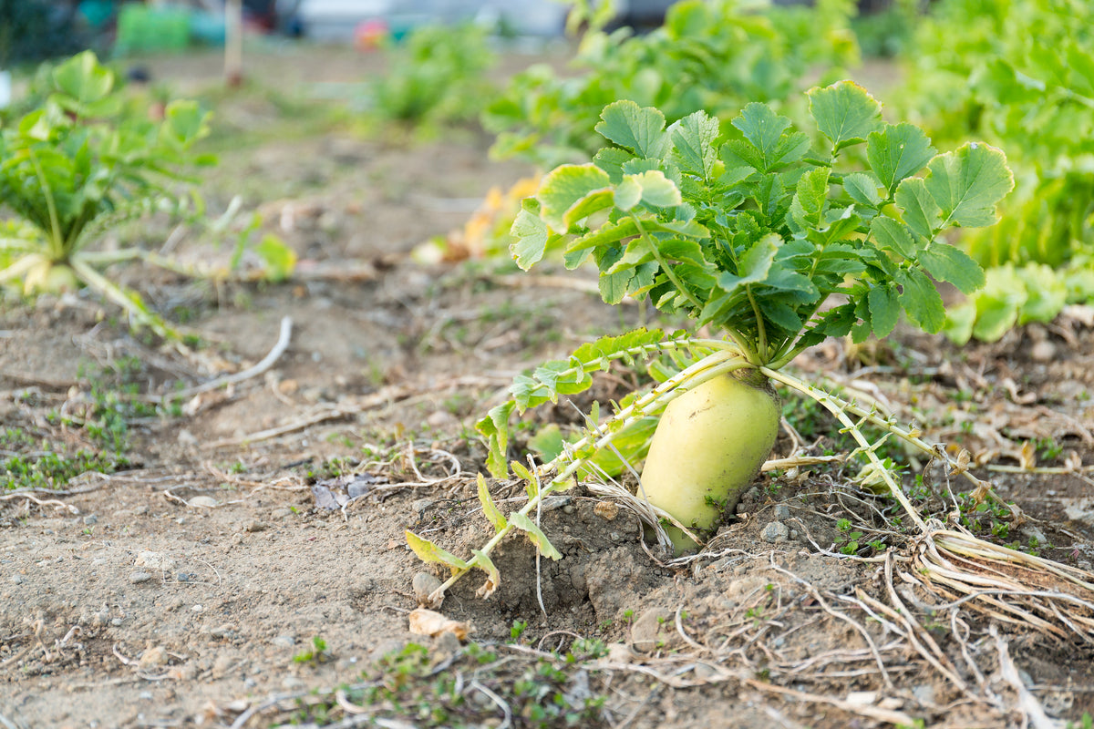 Daikon Radish – UJAMAA SEEDS