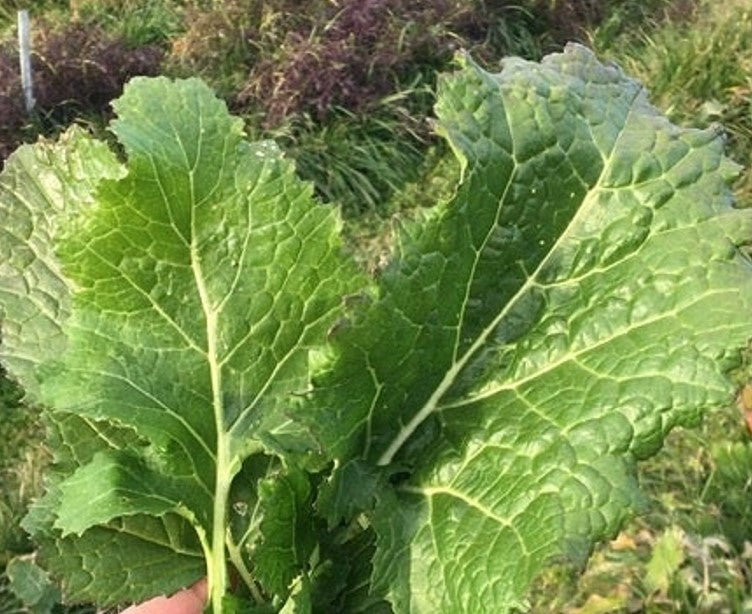 Accawmacke Broccoli Turnip Greens – UJAMAA SEEDS