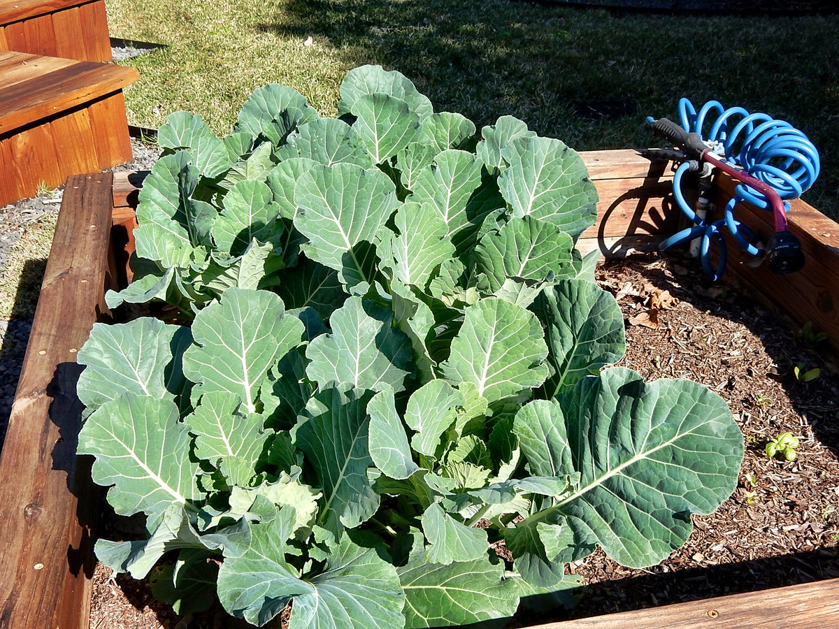 Big Daddy Greasy Green Collards – UJAMAA SEEDS
