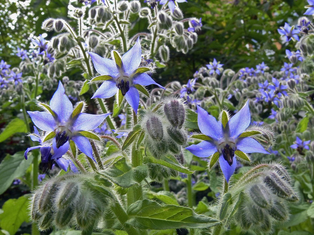 FLOWER, Blue Borage – UJAMAA SEEDS