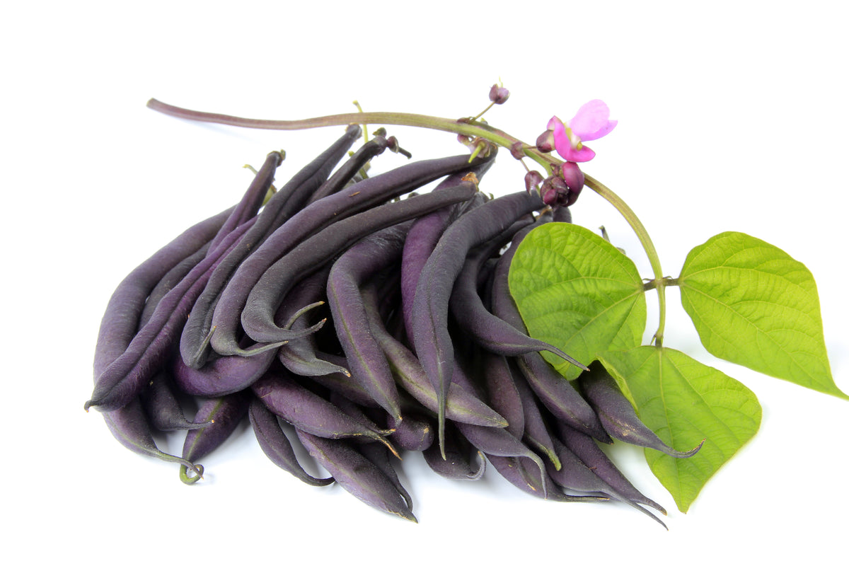 Blue Coco Bean (Pole) – UJAMAA SEEDS