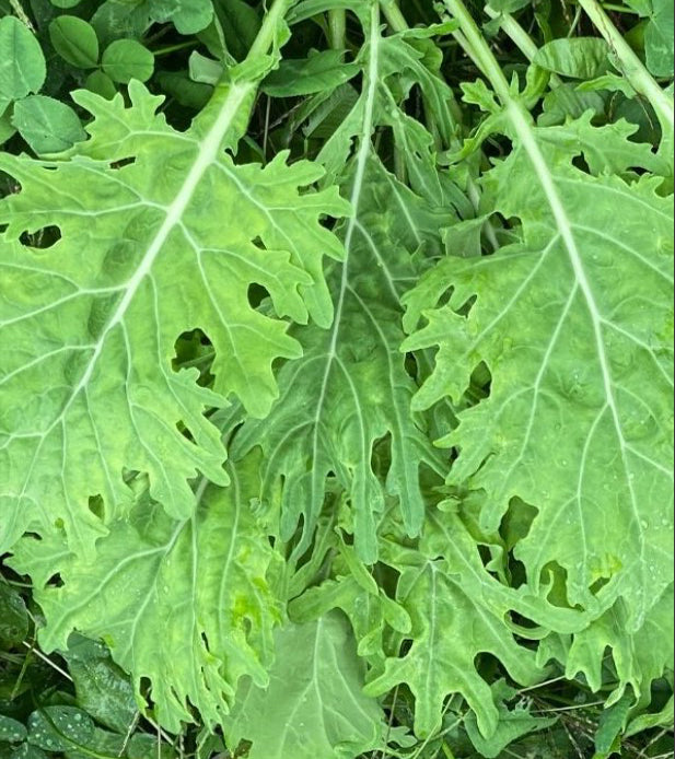 Hen Peck Collards – UJAMAA SEEDS