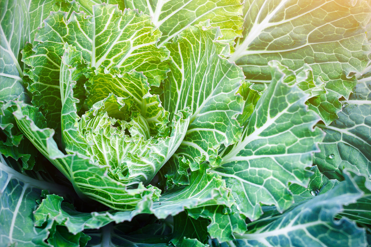 Variegated Collards – UJAMAA SEEDS