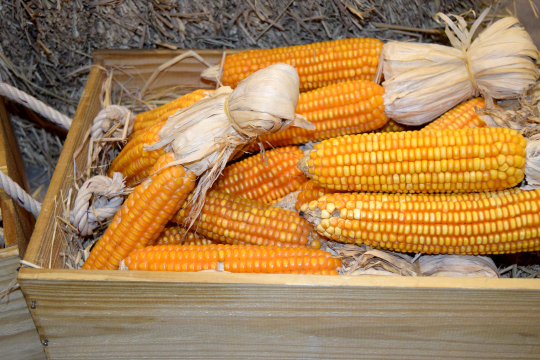 CORN, Tuxpeño Dent – UJAMAA SEEDS