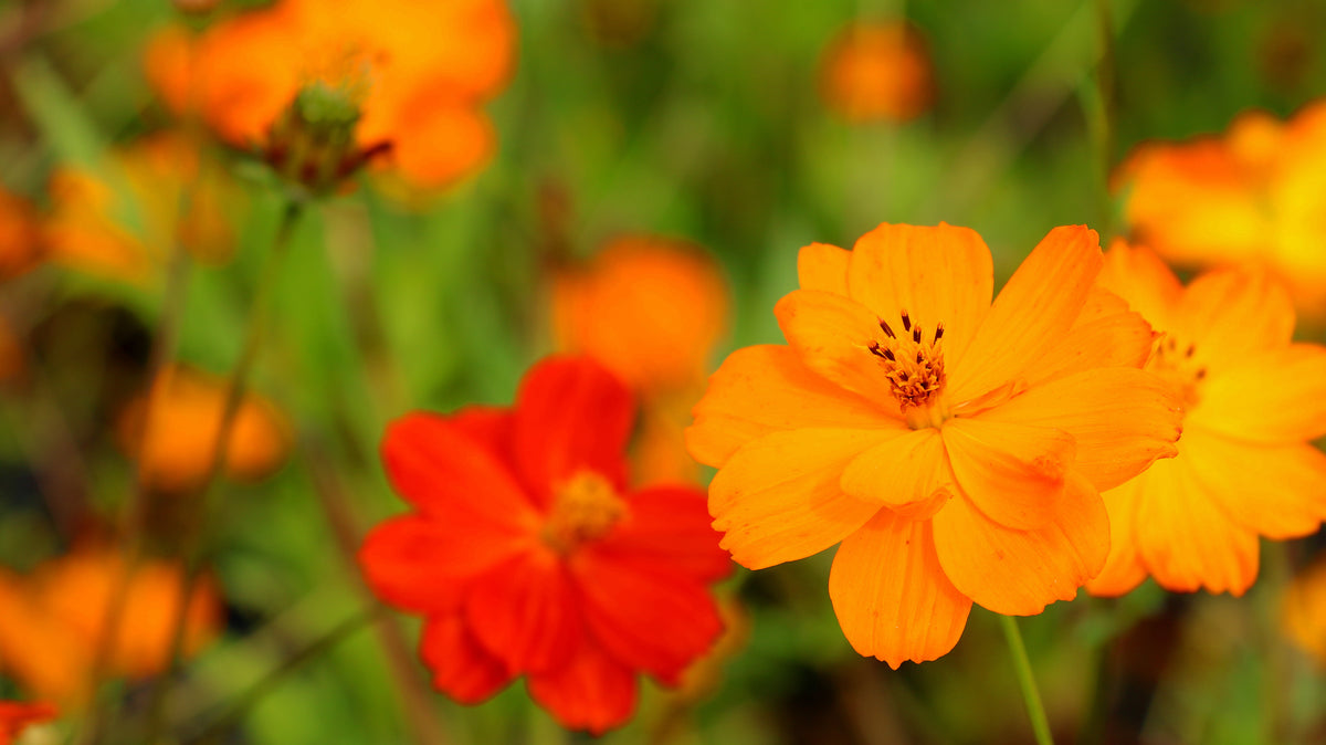 Bright Lights Cosmos – UJAMAA SEEDS