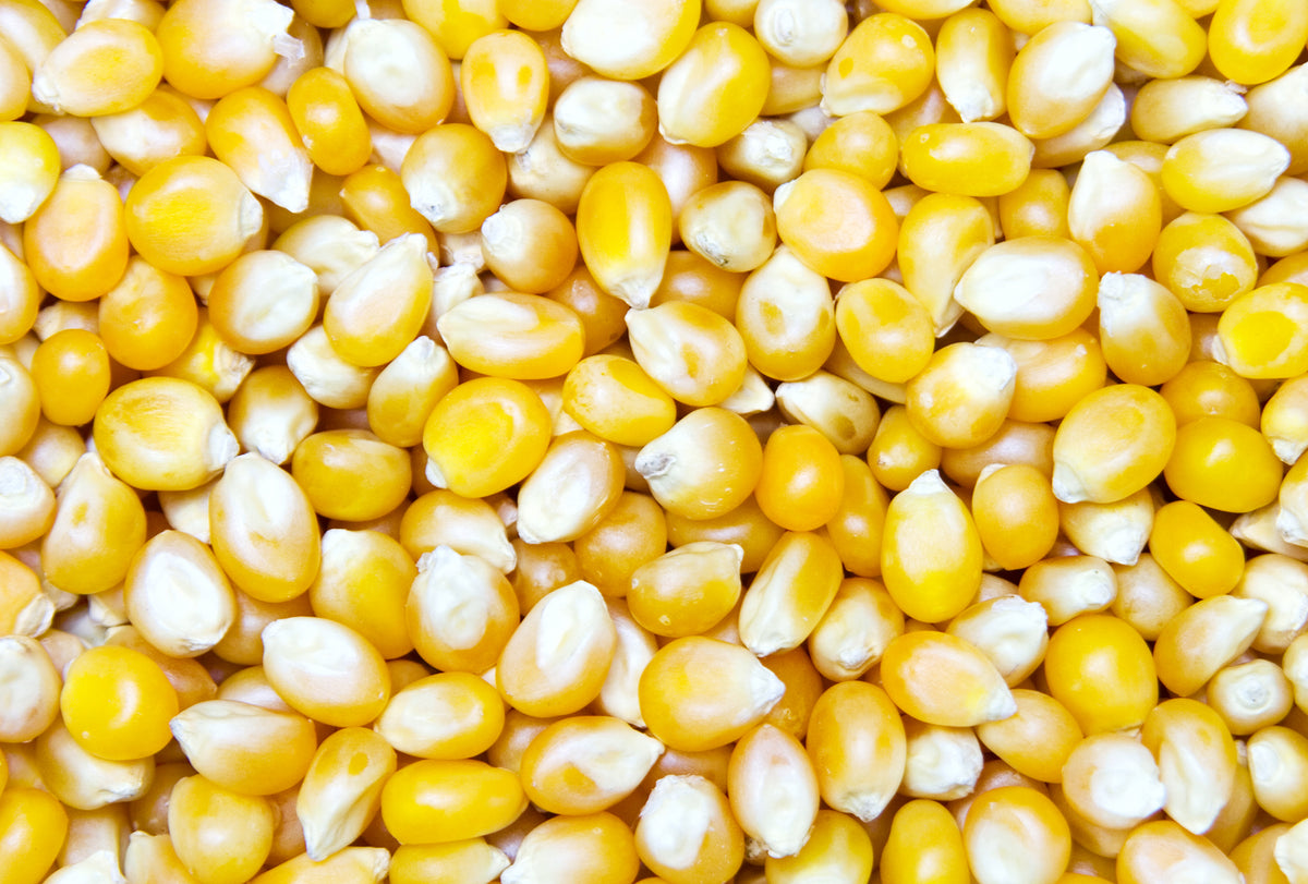 Dynamite Popcorn (South American Yellow) – UJAMAA SEEDS