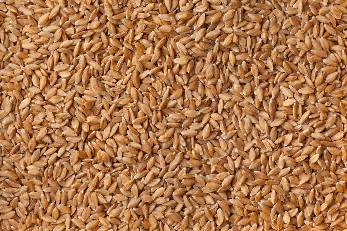 Einkorn Wheat – UJAMAA SEEDS