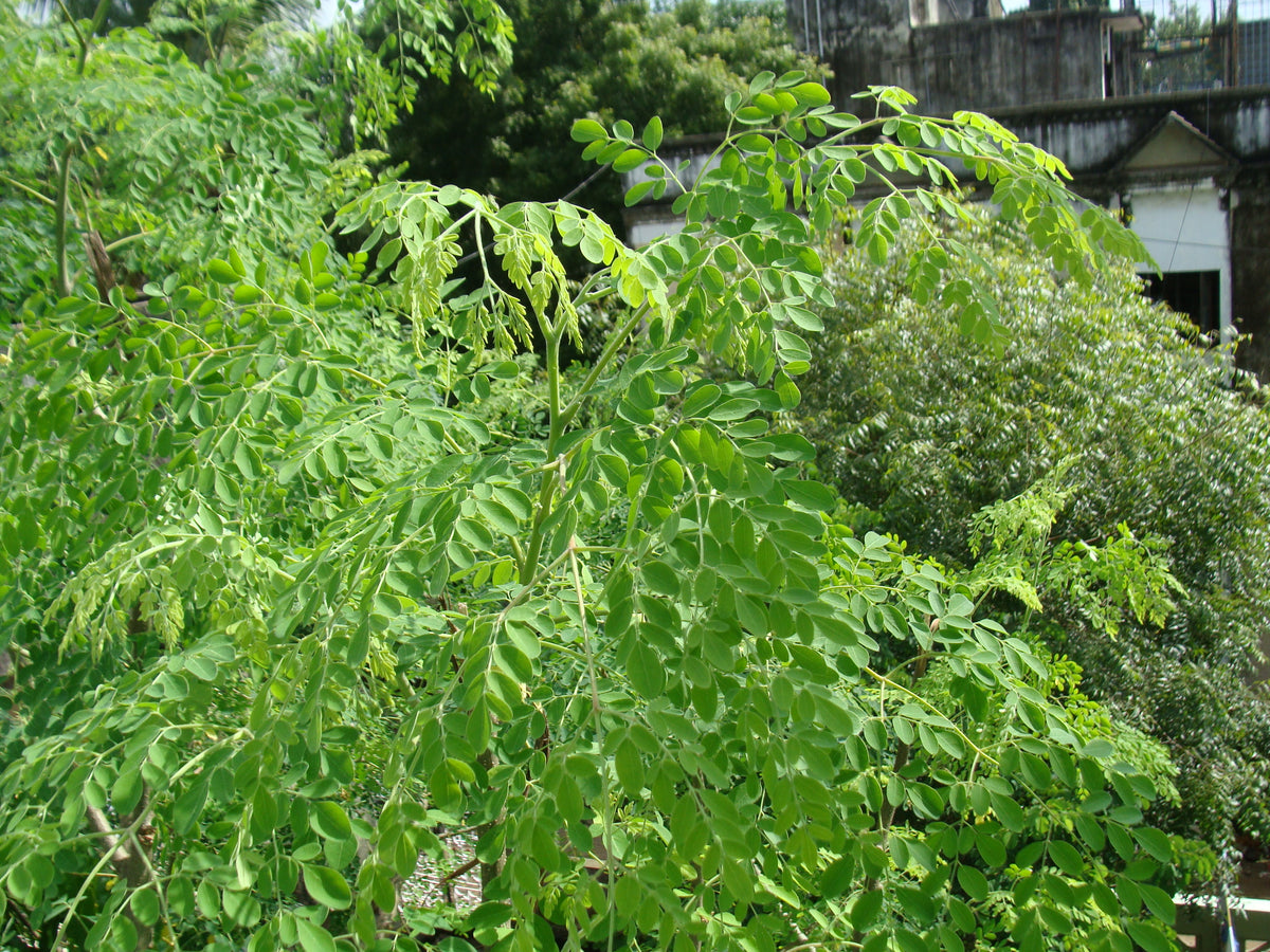 TREE, MORINGA – UJAMAA SEEDS