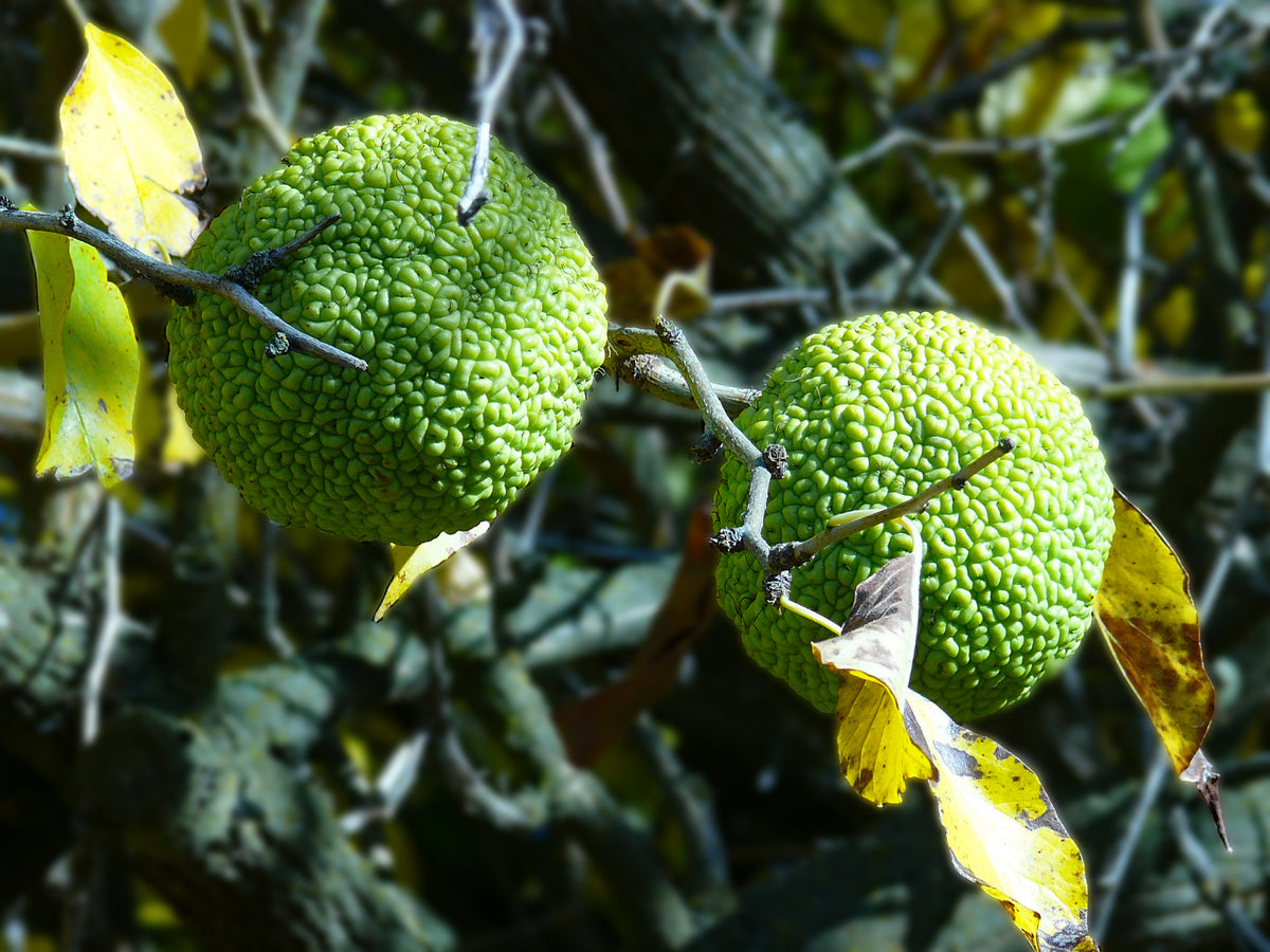 Osage Orange – UJAMAA SEEDS