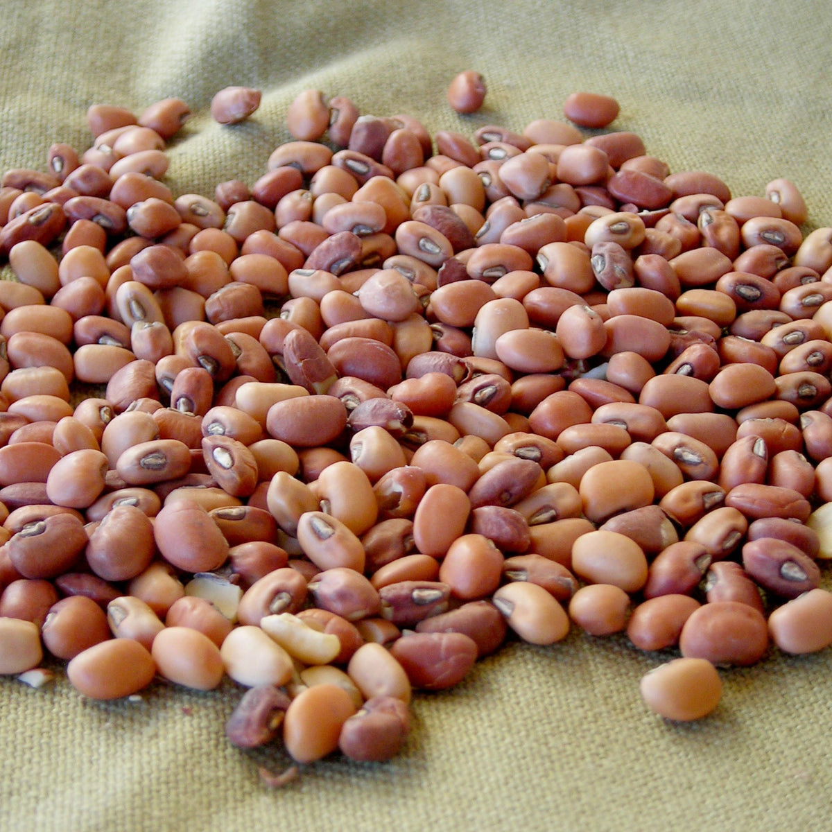 Iron & Clay African (Southern) Pea (Pole) – UJAMAA SEEDS