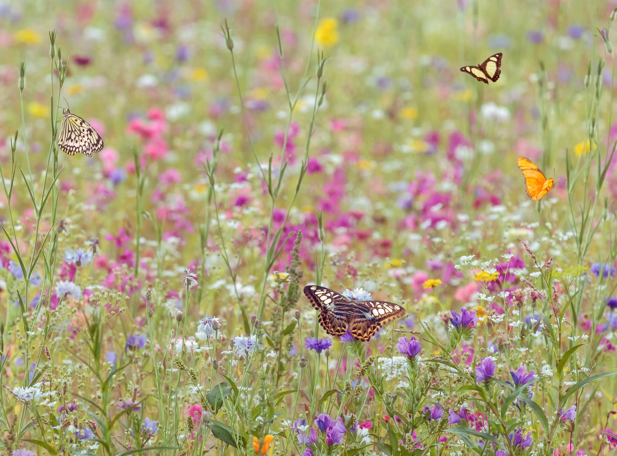 FLOWER, Insectary Mix (Edible) – UJAMAA SEEDS