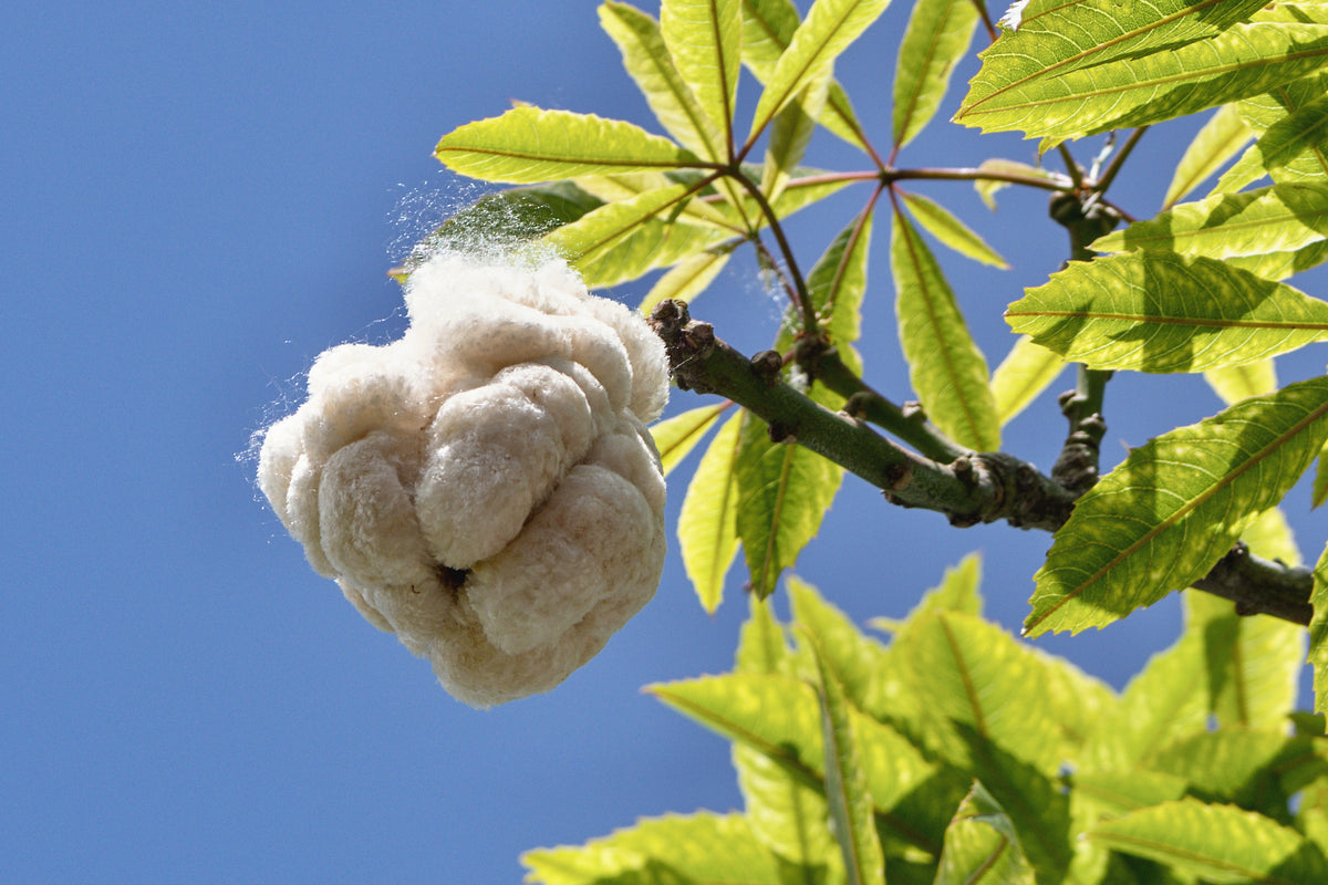 TREE, KAPOK , JAVA COTTON (Ceiba) – UJAMAA SEEDS