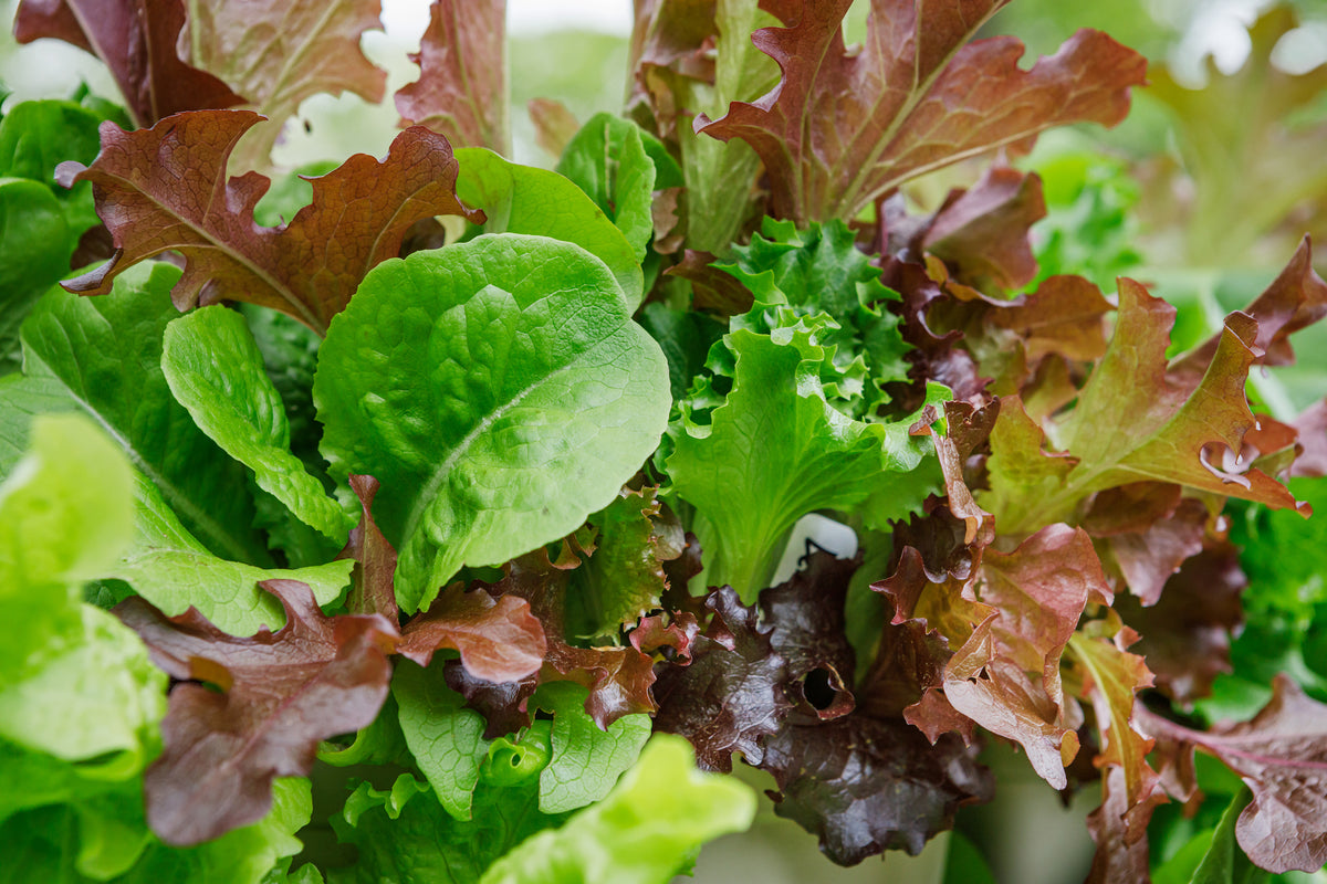 Freedom Mix Lettuce – UJAMAA SEEDS