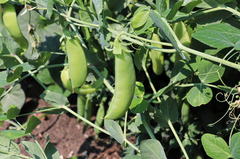 Green Arrow Pea (Shelling) – UJAMAA SEEDS